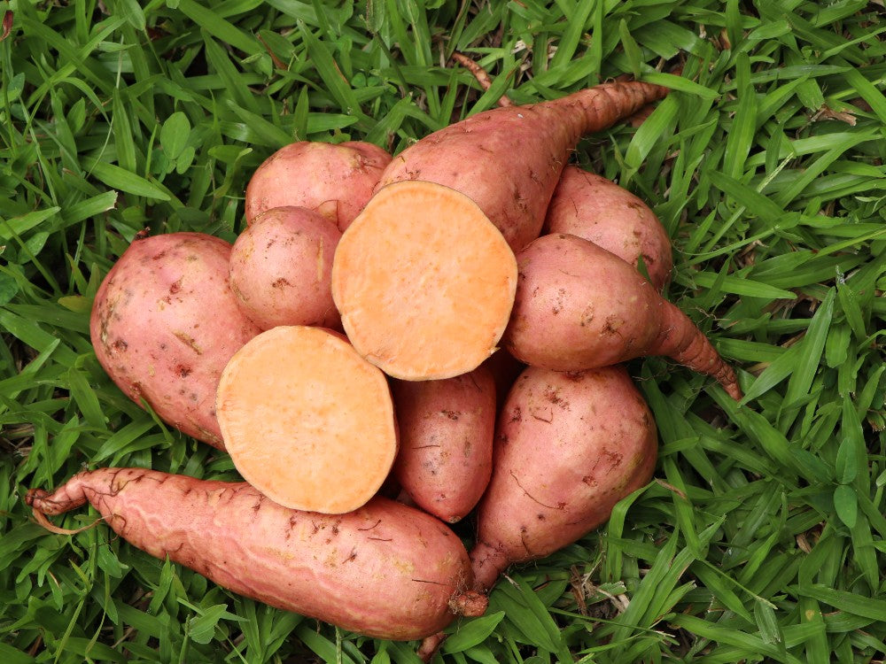 batata_agrosavia_1200x1200.jpg?v=1670189267